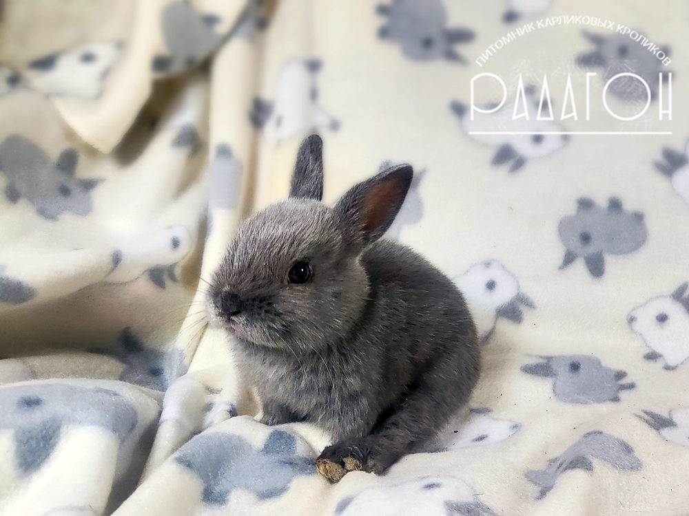 Декоративный кролик Истван Немецкий цветной карлик Голубой мардер средний