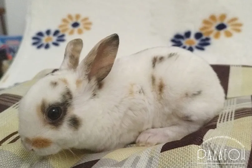 Купить декоративного кролика из питомника в Москве 🐰